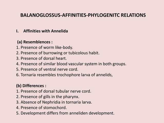 Balanoglossus-Morphology structure, development , larva ,Affinities | PPTX