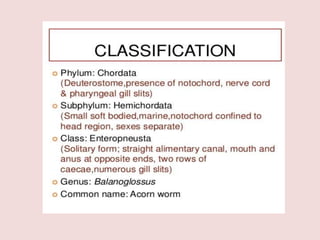 Balanoglossus-Morphology structure, development , larva ,Affinities | PPTX