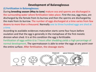 Balanoglossus-Morphology structure, development , larva ,Affinities | PPTX