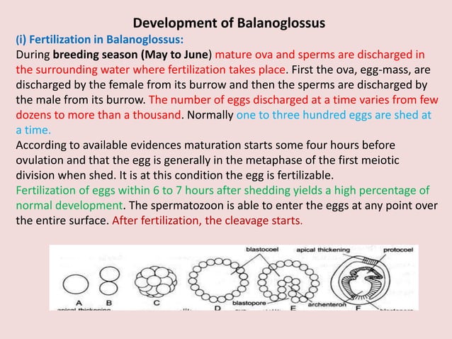 Balanoglossus-Morphology structure, development , larva ,Affinities | PPTX