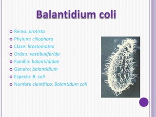 Balantidium coli | PPTX