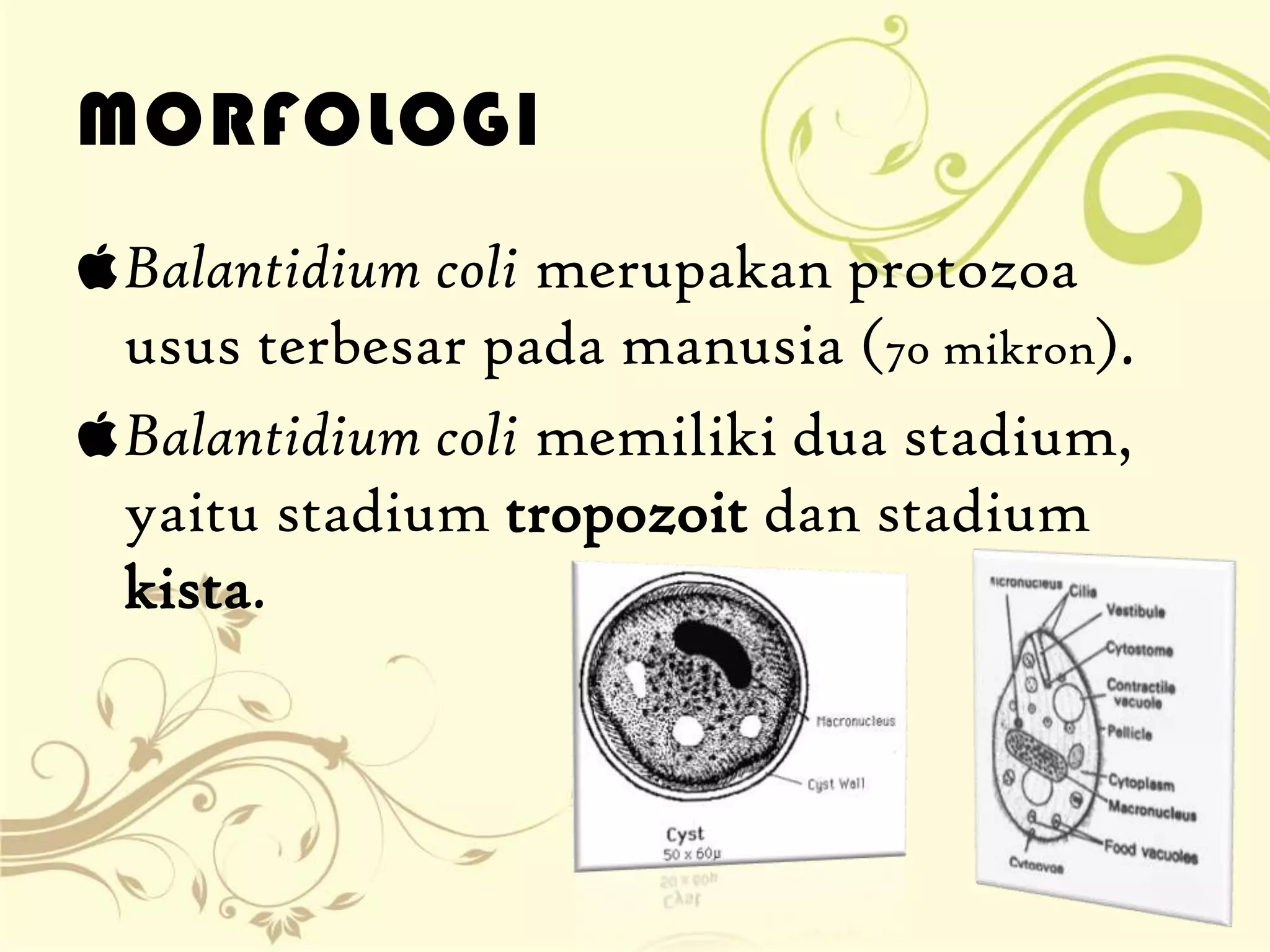 Balantidium coli | PPTX
