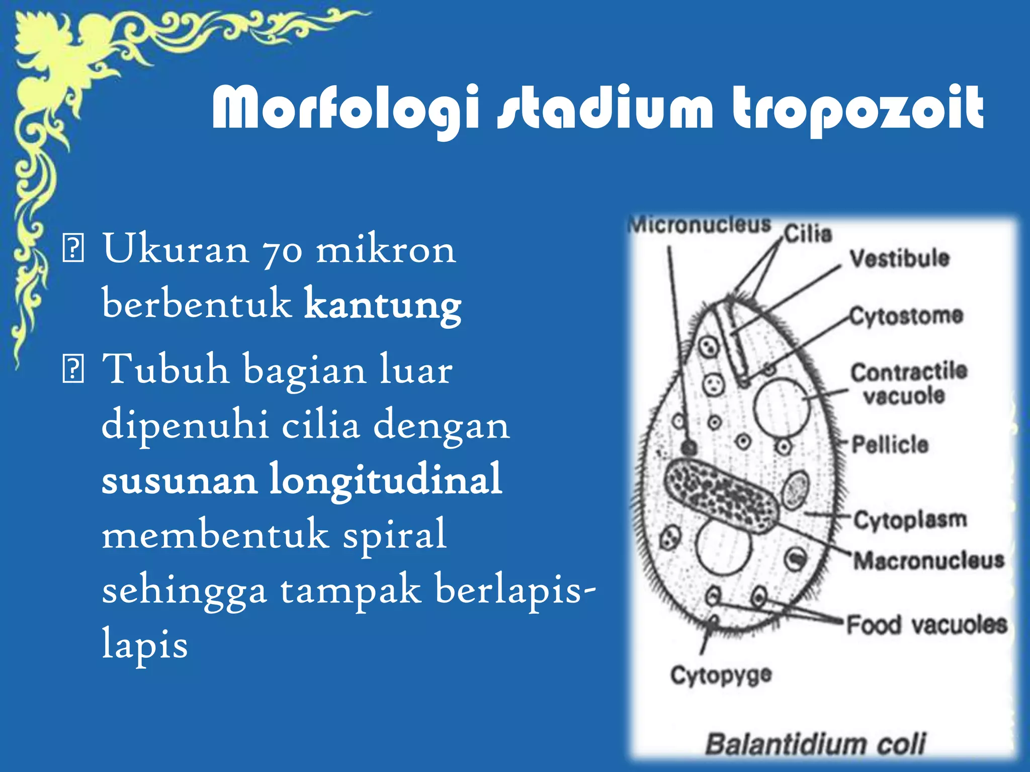 Balantidium coli | PPTX
