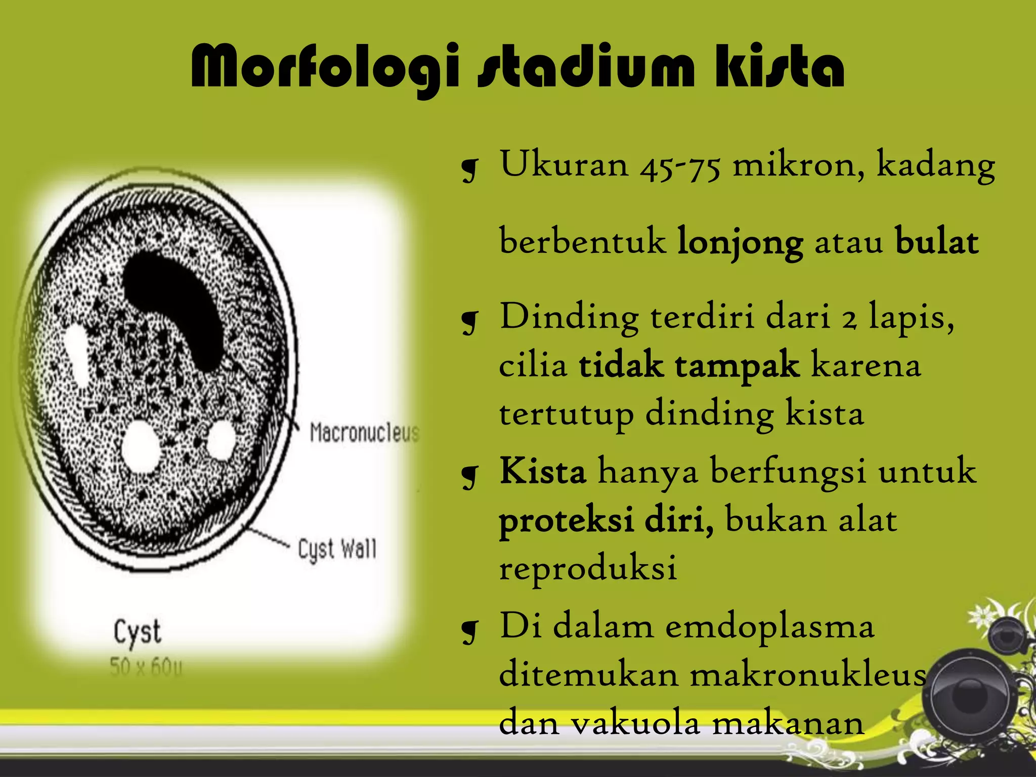 Balantidium coli | PPTX