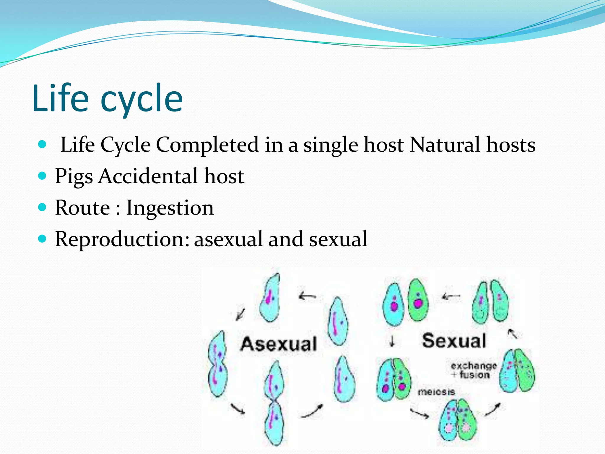 Balantidium Coli | PPTX