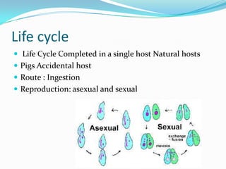 Balantidium Coli Life Cycle
