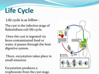 Balantidium Coli | PPT