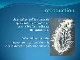 Balantidium Coli