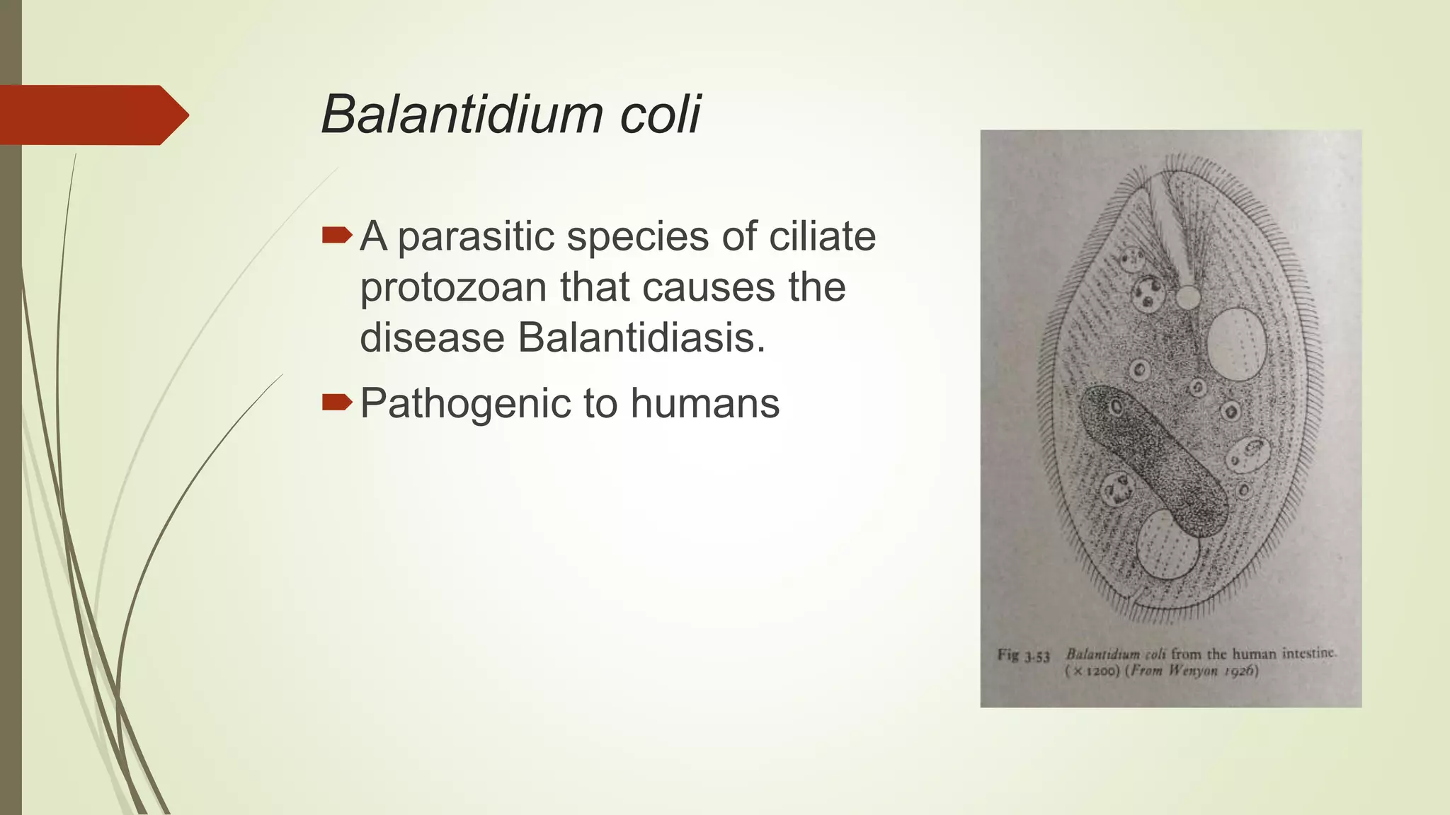 Balantidium coli | PPTX