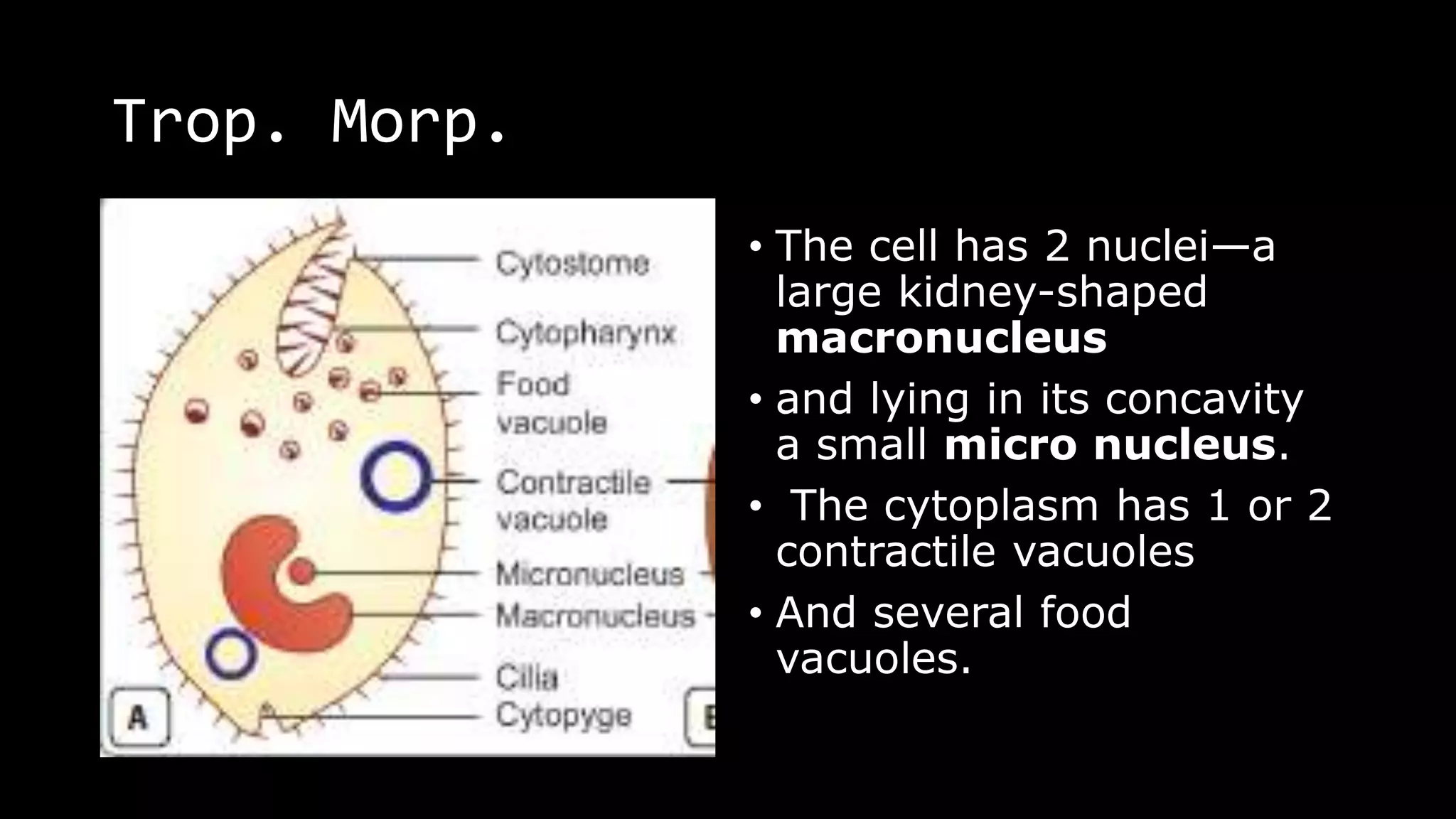 Balantidium coli | PPTX