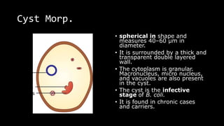 Balantidium coli | PPTX