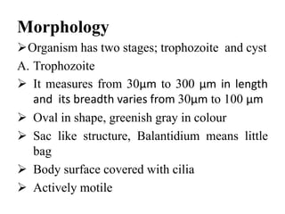 Balantidium coli | PPTX