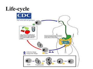 Balantidium Coli Life Cycle