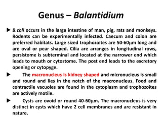 Balantidium coli.pptx