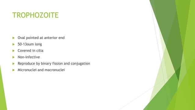 Balantidium Colipptx