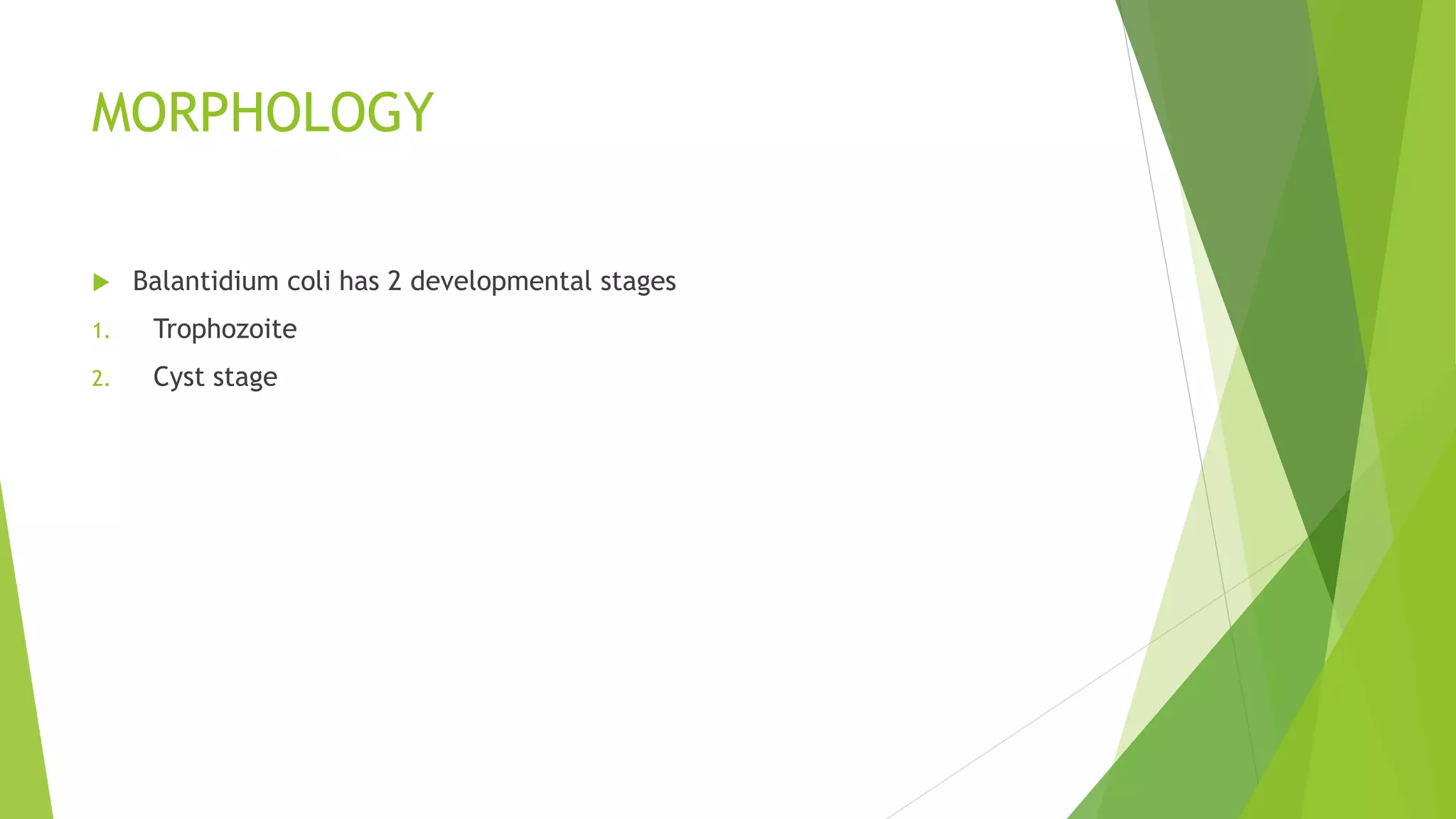 balantidium coli.pptx