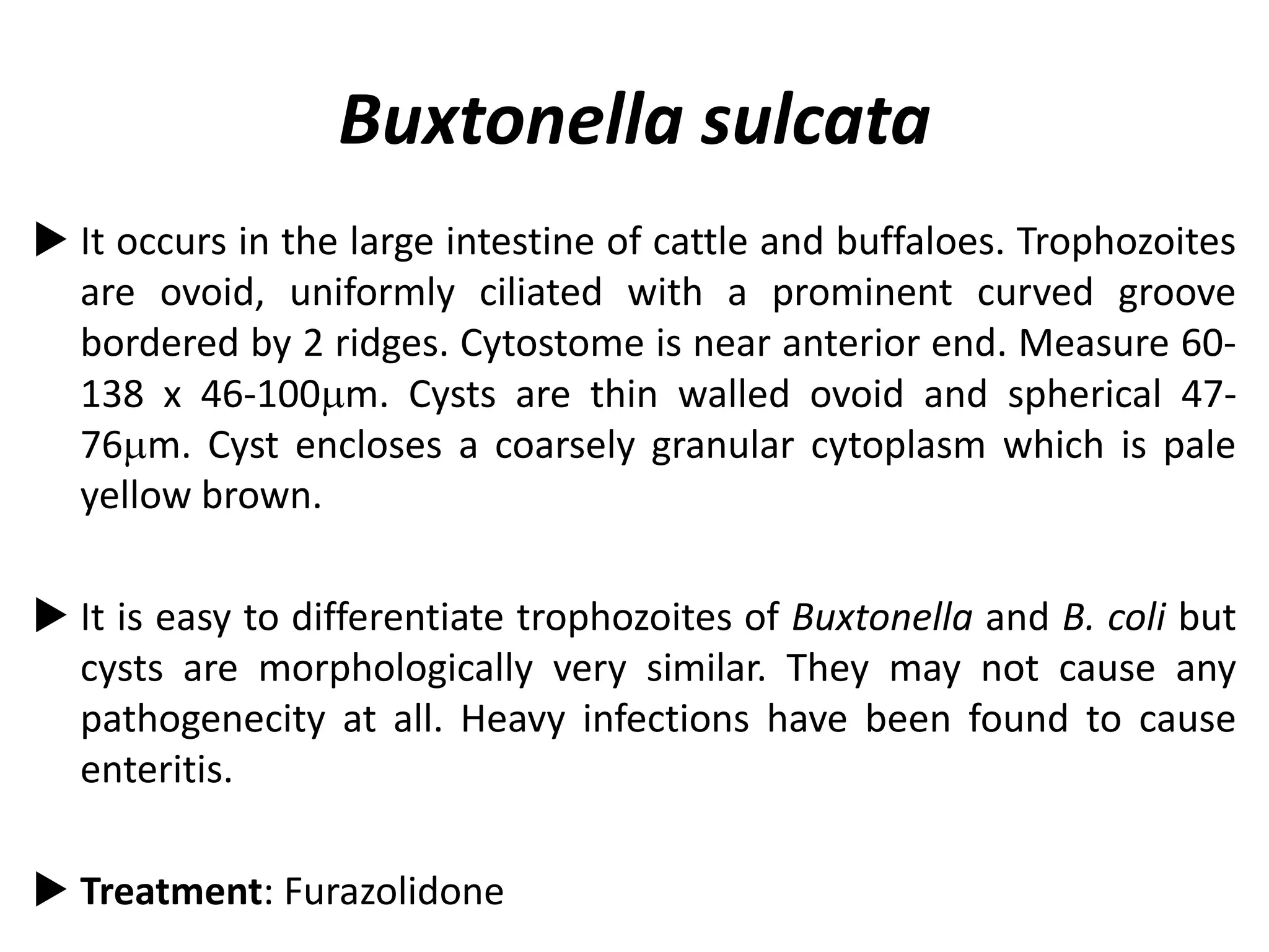 Balantidium coli.pptx