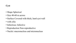 Balantidium coli.pdf