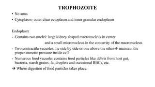 Balantidium coli.pdf
