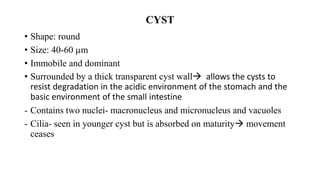 Balantidium coli.pdf