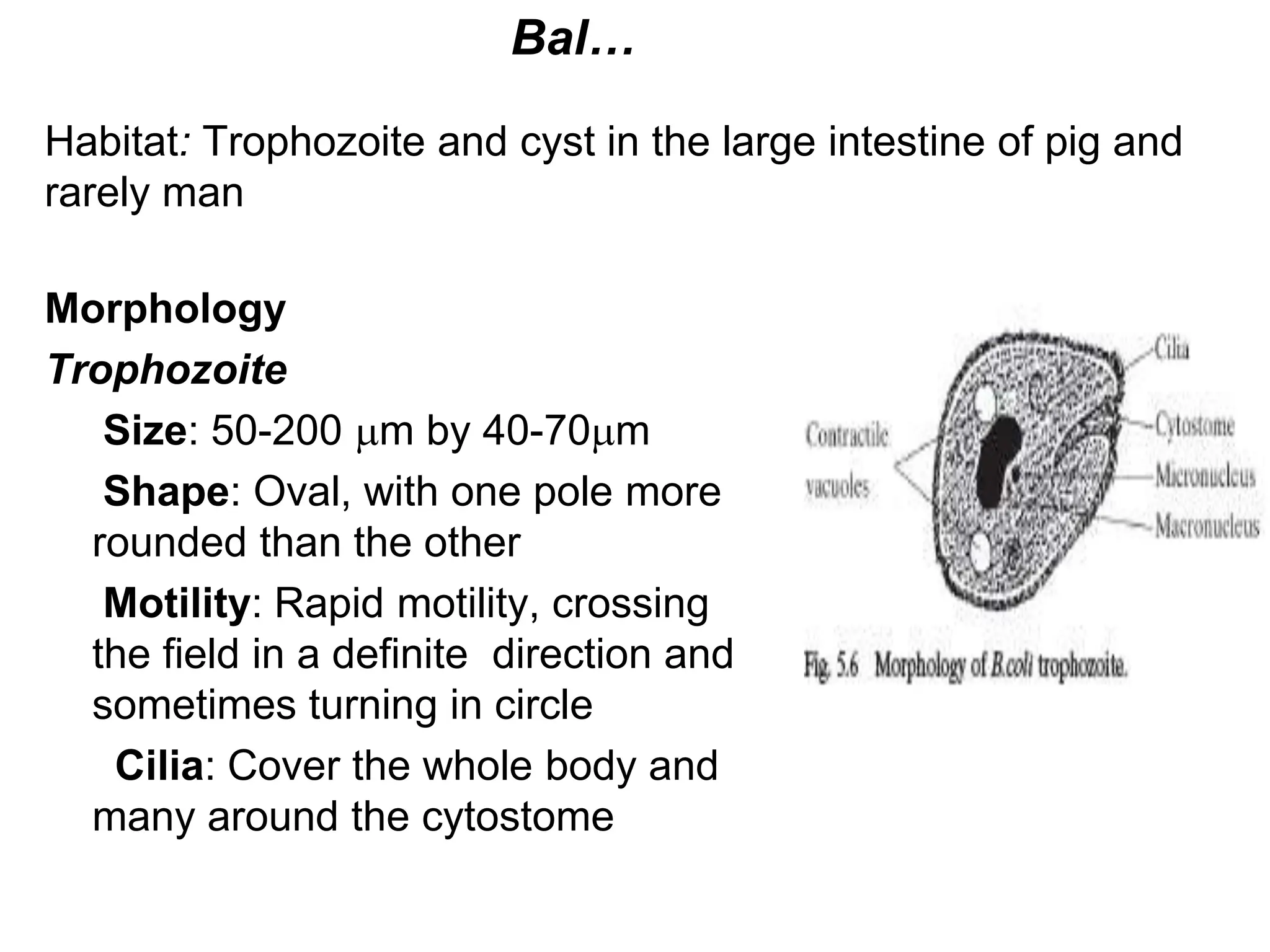 BALANTIDIUM COLI.ppt