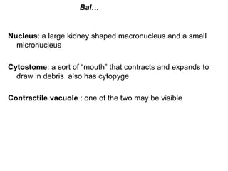 BALANTIDIUM COLI.ppt
