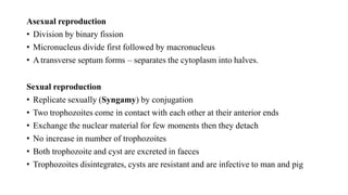 Balantidium coli.pptx medical parasitology | PPT