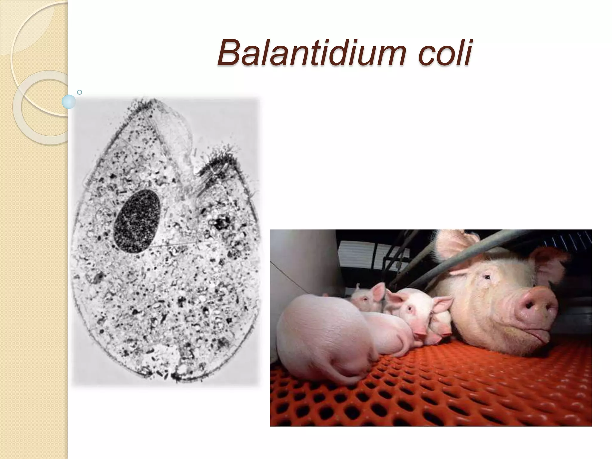 Balantidium coli | PPTX