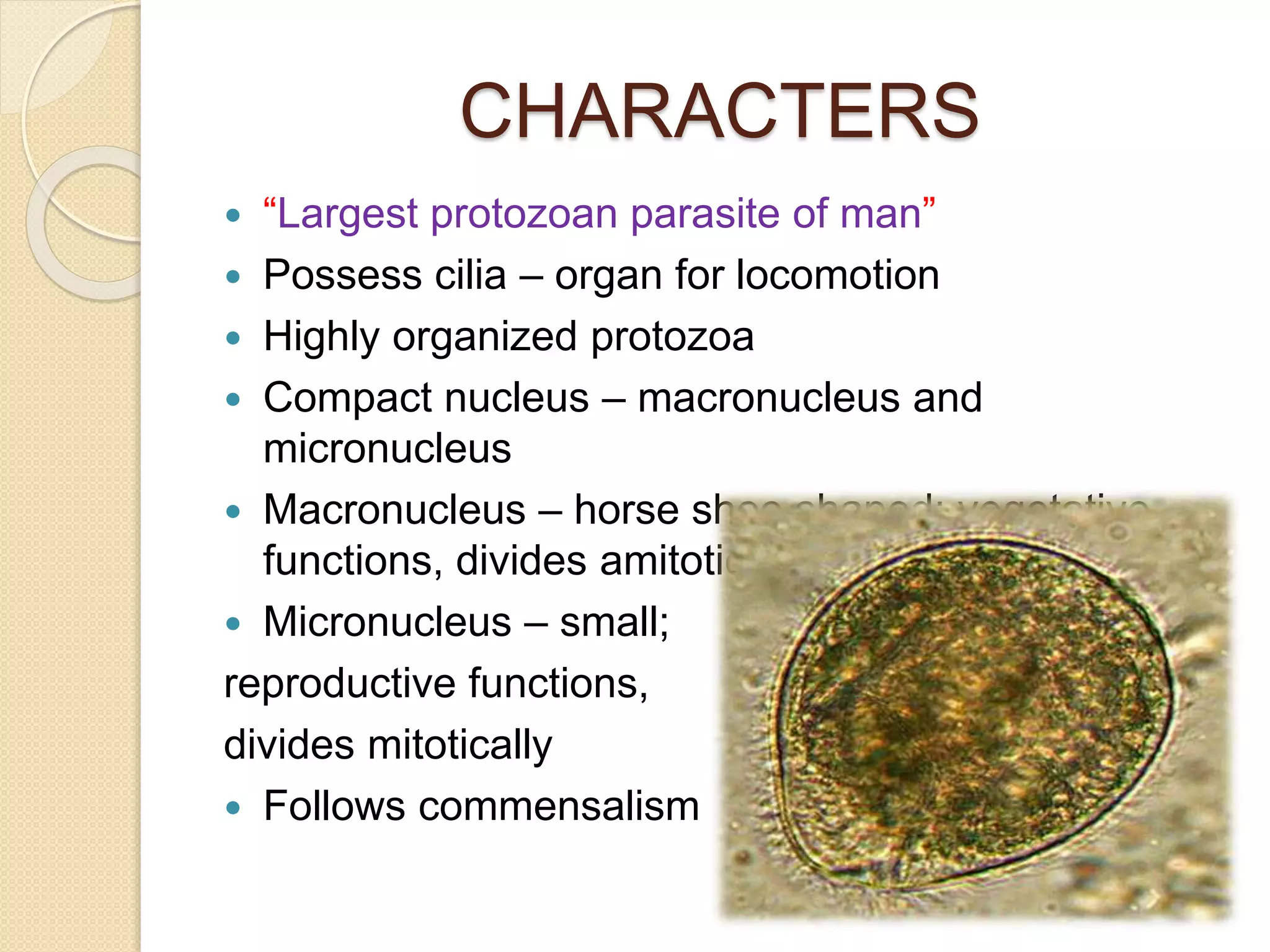 Balantidium coli | PPTX