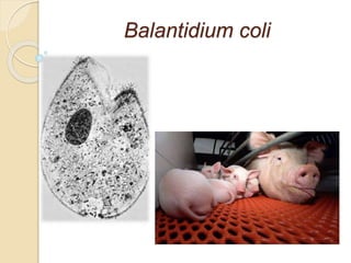 Balantidium coli | PPTX