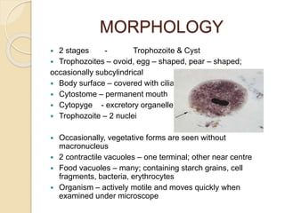 Balantidium coli | PPTX