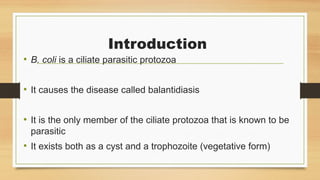 Balantidium coli and Amoeba MBChB iuiu.pptx