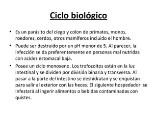Balantidium coli ( i parcial) | PPT