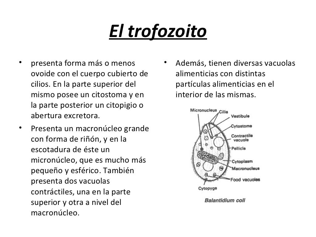 Balantidium coli ( i parcial)
