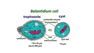 A presentation on a protozoan Balantidium coli | PPTX