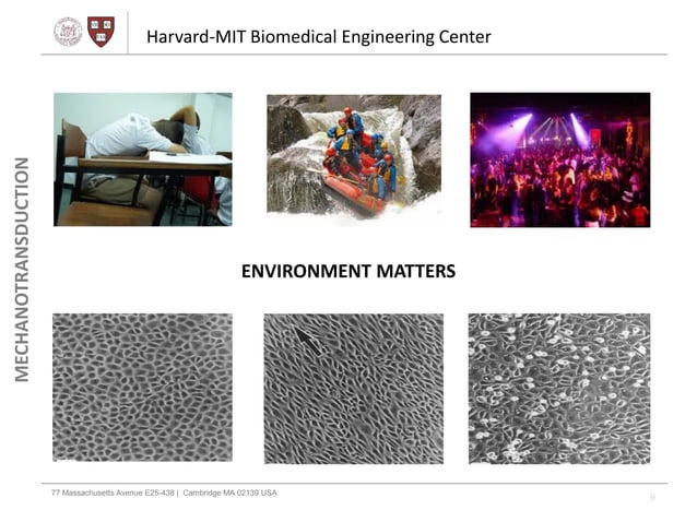 Balcells, Mercedes - Innovation at MIT: Examples of translational ...