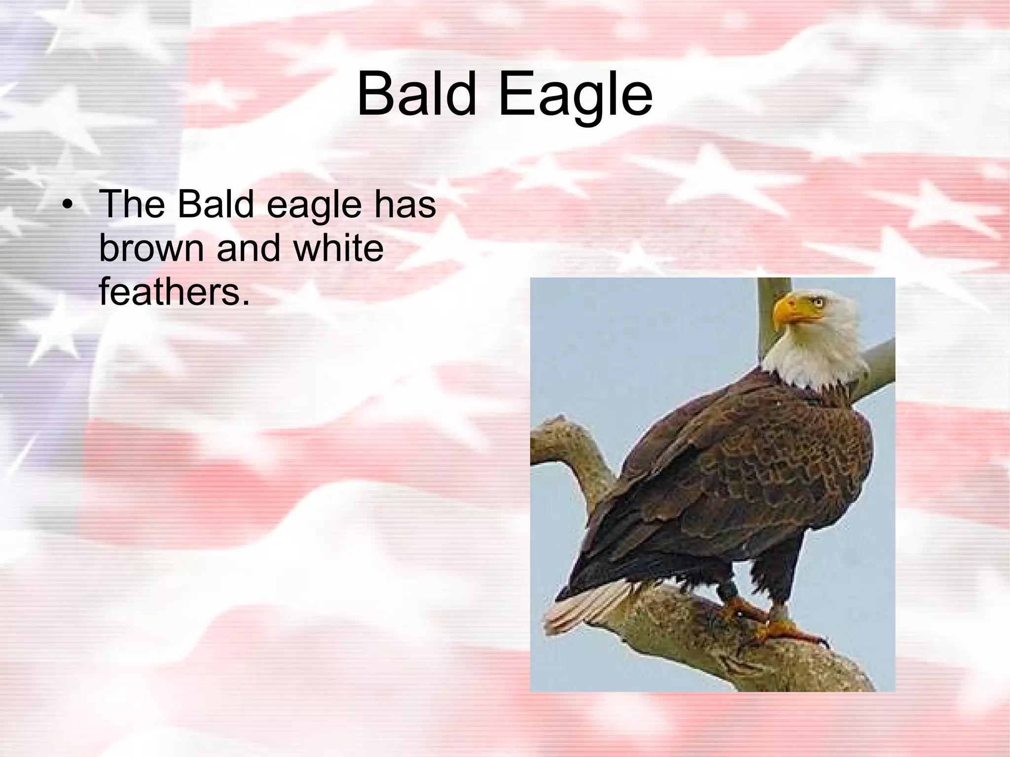 Bald eagle | PPT