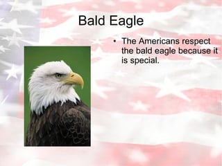 Bald eagle | PPT