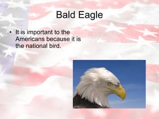 Bald eagle | PPT