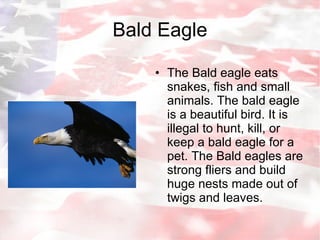 Bald eagle | PPT