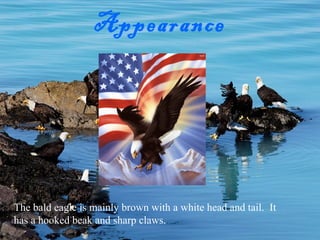 Bald eagle | PPT