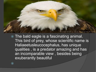 Bald eagle | PPTX | Birdwatching | Hobbies & Interests