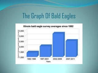 Bald eagles | PPTX