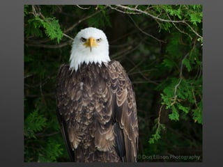 Bald Eagles | PDF