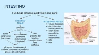 Baldini e Bernacchia 3BL | PPTX