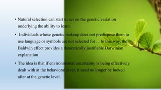 Baldwin effect and cultural explanation | PPT