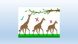 Baldwin effect and cultural explanation | PPT