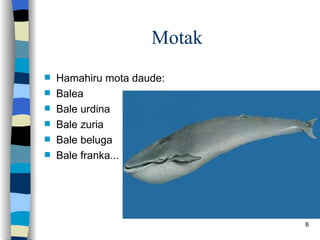 Balea | PPT