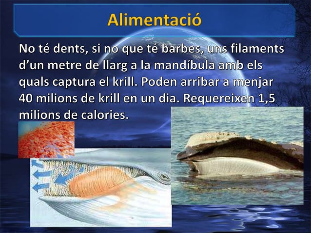 Balena blava | PPTX