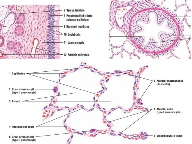 Bal fluid analysis | PPT | Lung and Respiratory Health | Diseases and ...